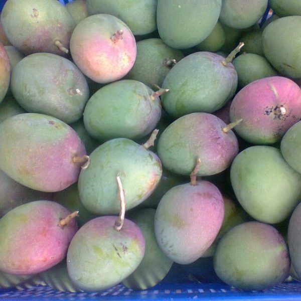 Alphonso Hapoos & Payri Mangoes | Devgad Ratnagiri Hapoos Alphonso Mangoes