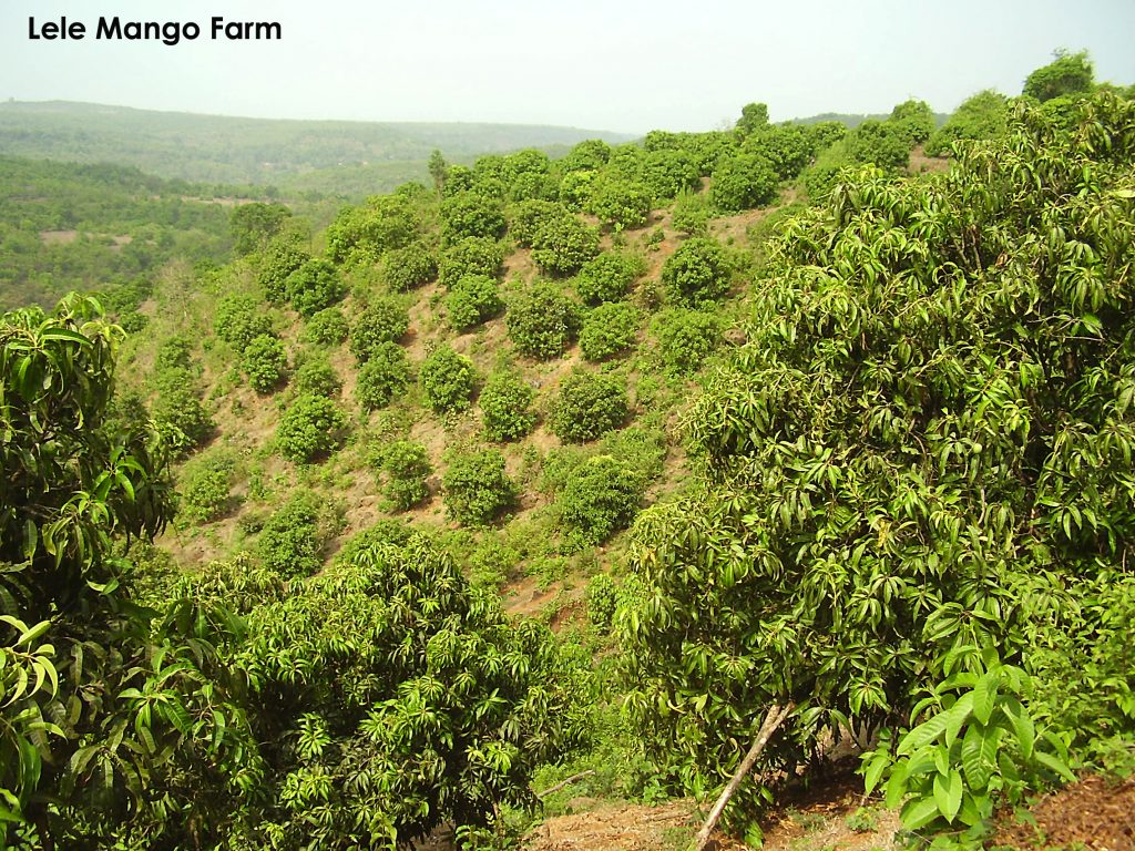 OLYMPUS DIGITAL CAMERA | Devgad Ratnagiri Hapoos Alphonso Mangoes