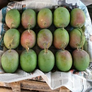 Products Archive | Devgad Ratnagiri Hapoos Alphonso Mangoes