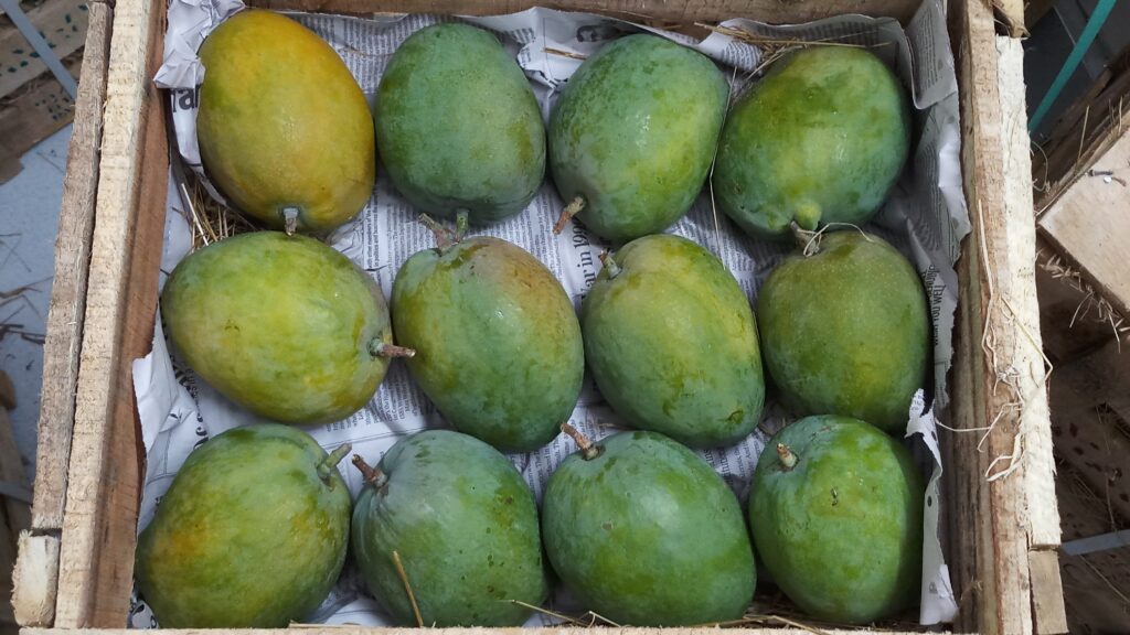 4 Dozen Wood Box (Grade 1) Devgad-Ratnagiri Payri Mangoes | Devgad ...