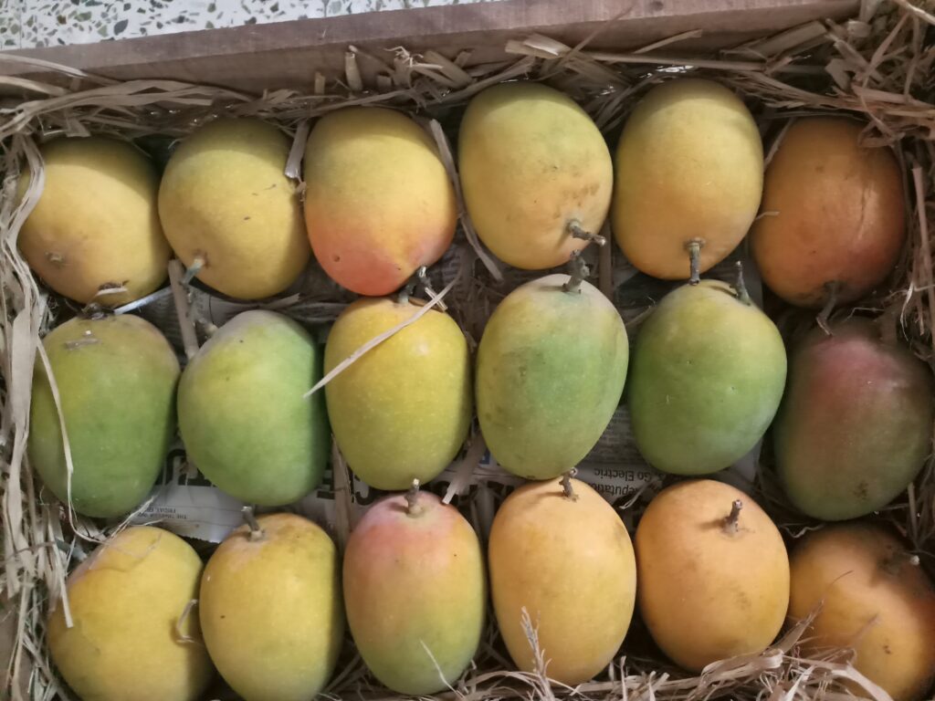 3 Dozen Wood Box (Grade 3) Alphonso Hapoos | Devgad Ratnagiri Hapoos ...